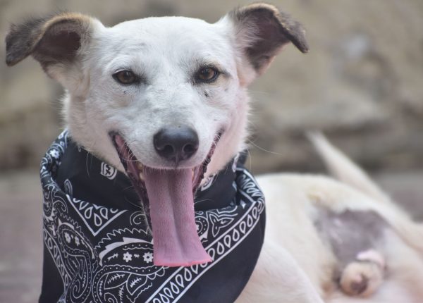 Adopt Dogs - toddswelfaresociety